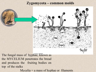 Rhizopus | PPTX