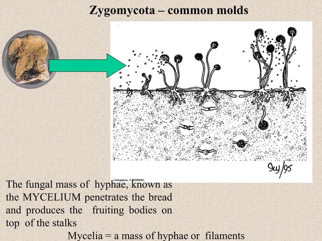 Rhizopus | PPTX | Biological Sciences | Science
