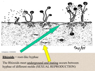 Rhizopus | PPTX