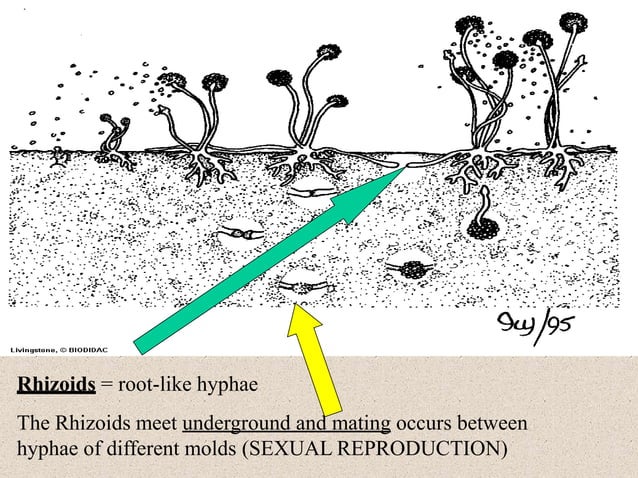 Rhizopus | PPTX | Biological Sciences | Science