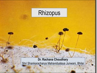 Rhizopus Slide Labeled