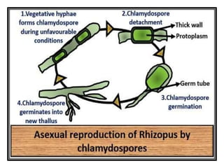 Rhizopus | PPT
