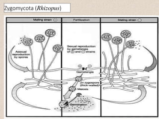 Rhizopus Diagram