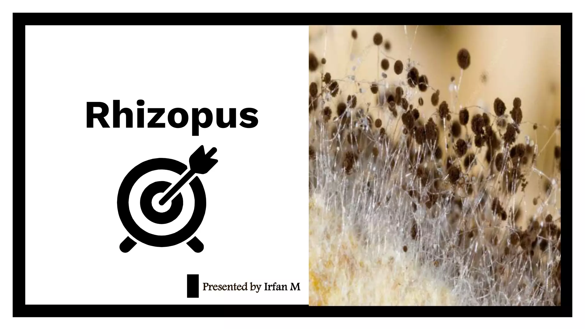 Structure And Reproduction Of Rhizopus Sp Ppt