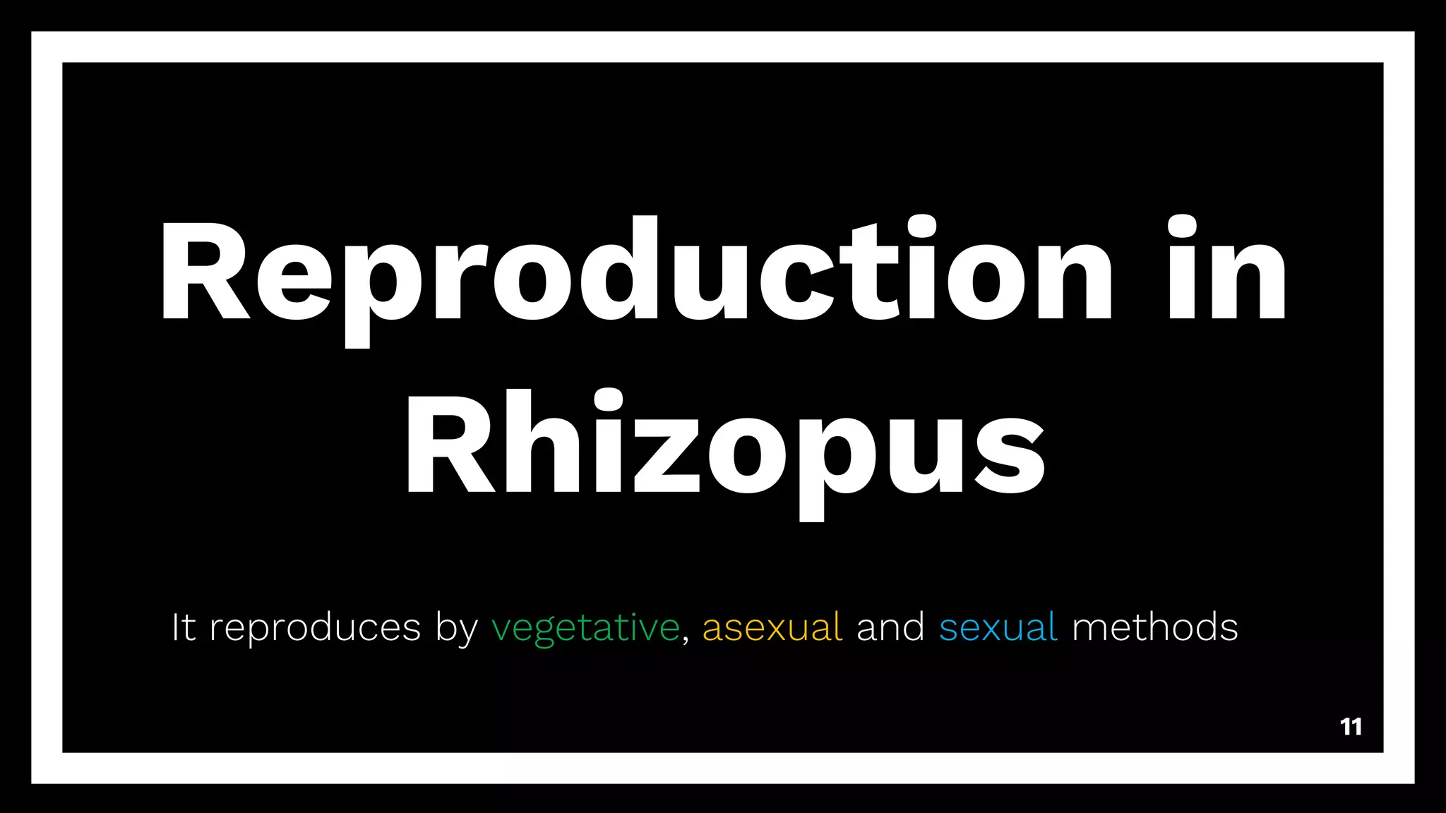 Structure and Reproduction of Rhizopus sp., | PPTX