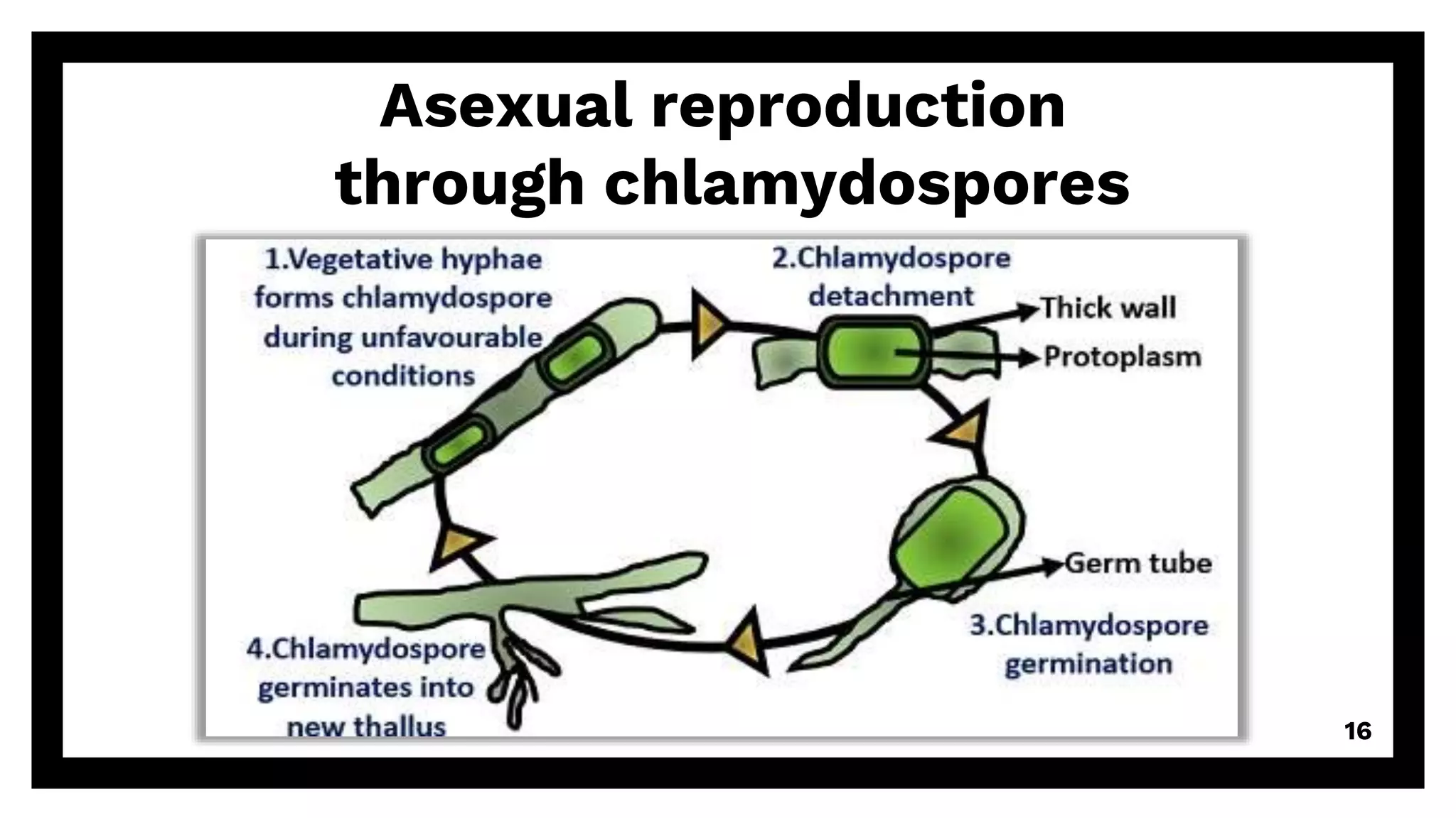 Structure and Reproduction of Rhizopus sp., | PPTX