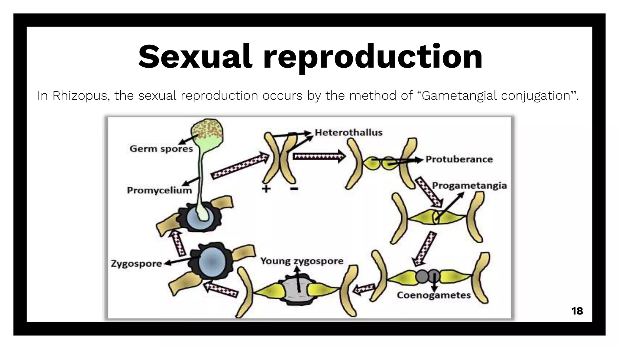 Structure and Reproduction of Rhizopus sp., | PPTX