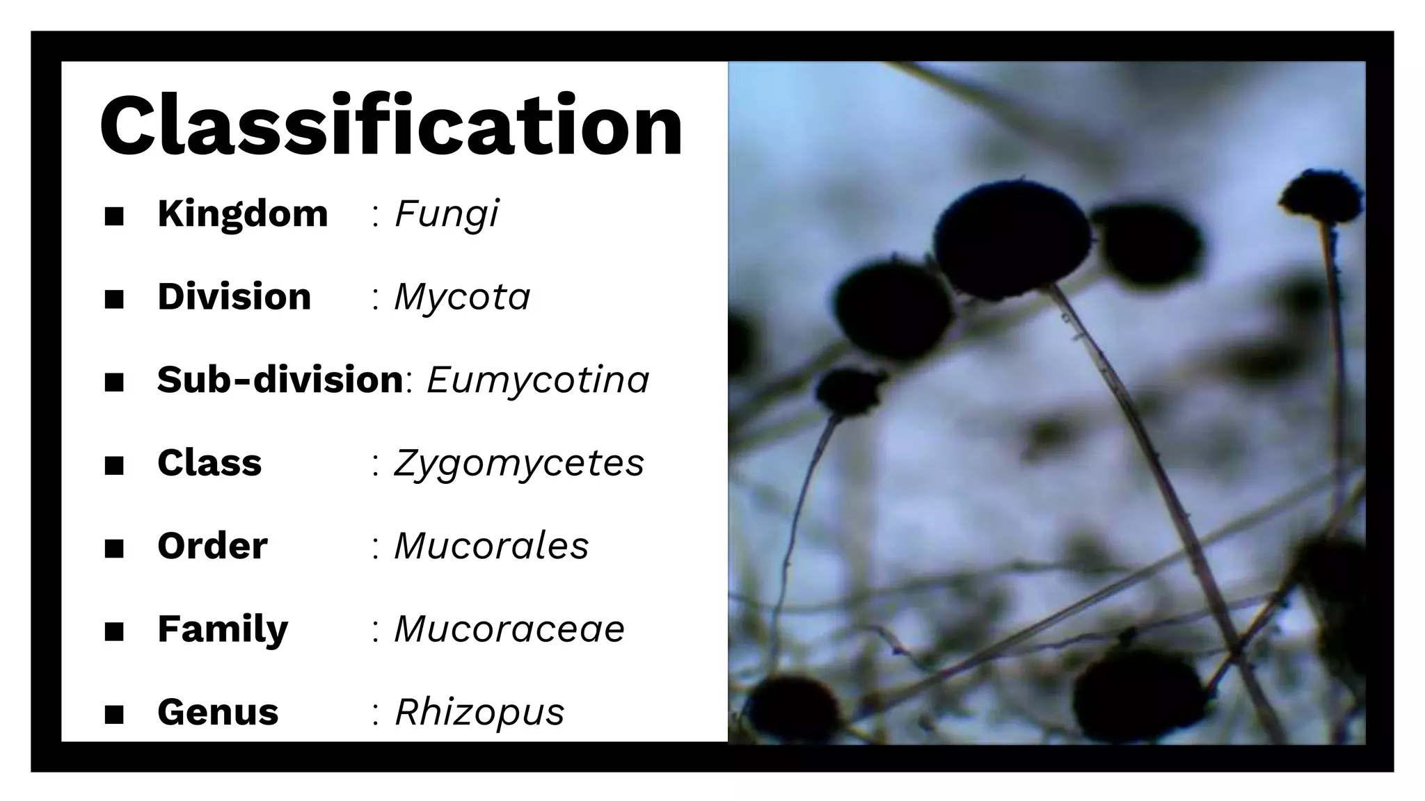 Structure and Reproduction of Rhizopus sp., | PPTX