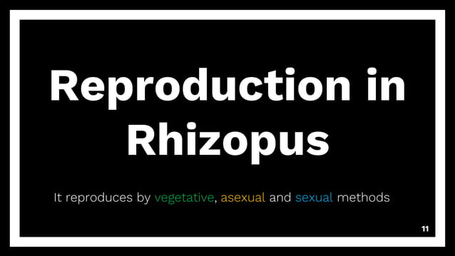 Structure and Reproduction of Rhizopus sp., | PPTX