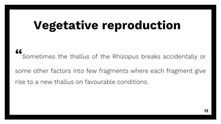 Structure and Reproduction of Rhizopus sp., | PPTX