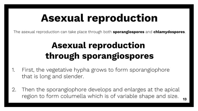 Structure And Reproduction Of Rhizopus Sp Ppt