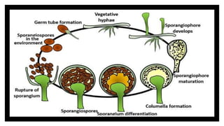 Structure and Reproduction of Rhizopus sp., | PPTX