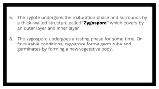 Structure and Reproduction of Rhizopus sp., | PPTX