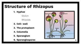 Structure and Reproduction of Rhizopus sp., | PPTX
