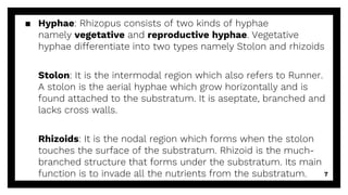 Structure and Reproduction of Rhizopus sp., | PPTX