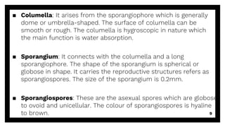 Structure and Reproduction of Rhizopus sp., | PPTX