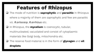 Structure and Reproduction of Rhizopus sp., | PPTX