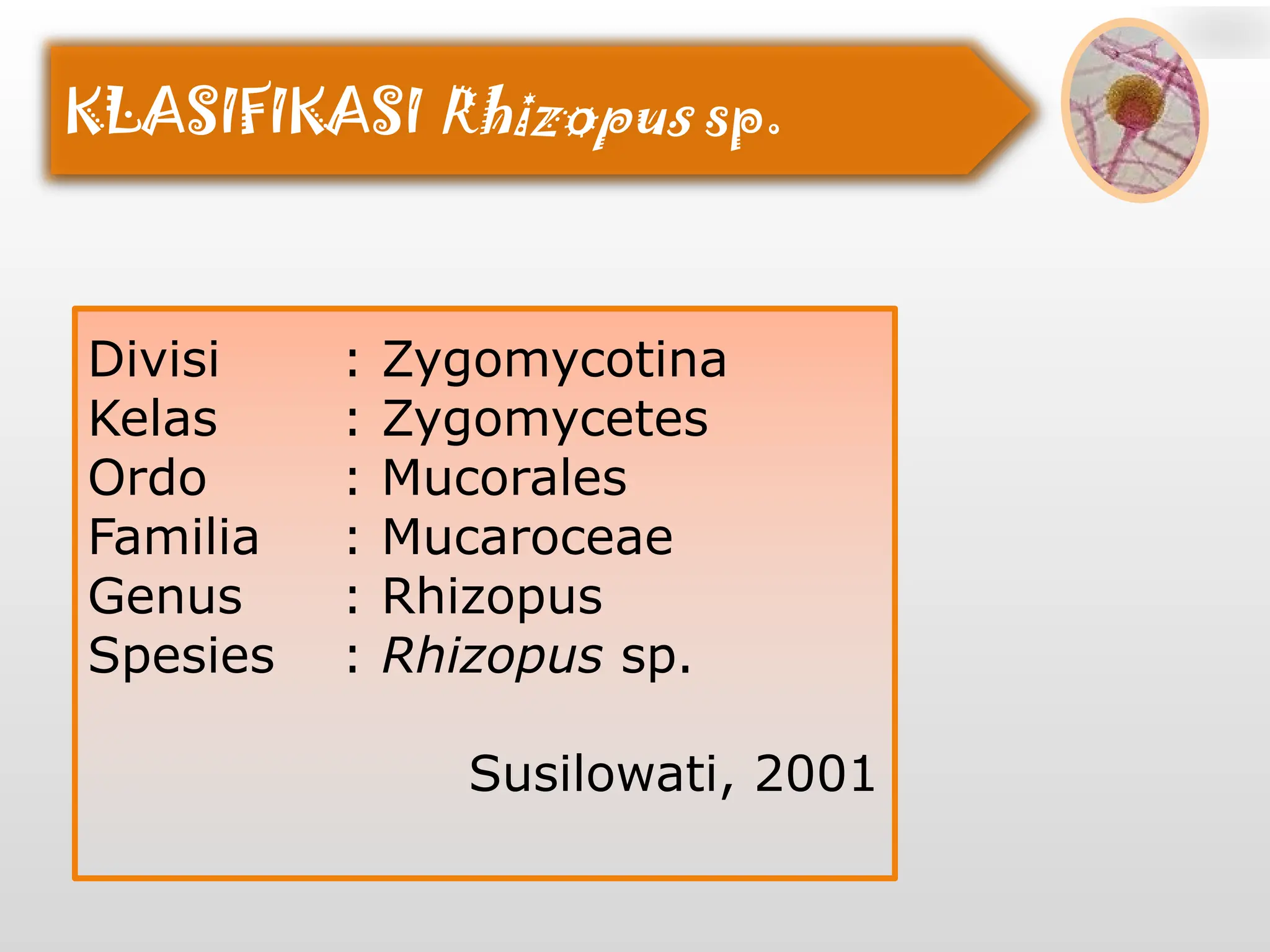 RHIZOPUS SP.pptxRHIZOPUS SP.pptxRHIZOPUS SP.pptx