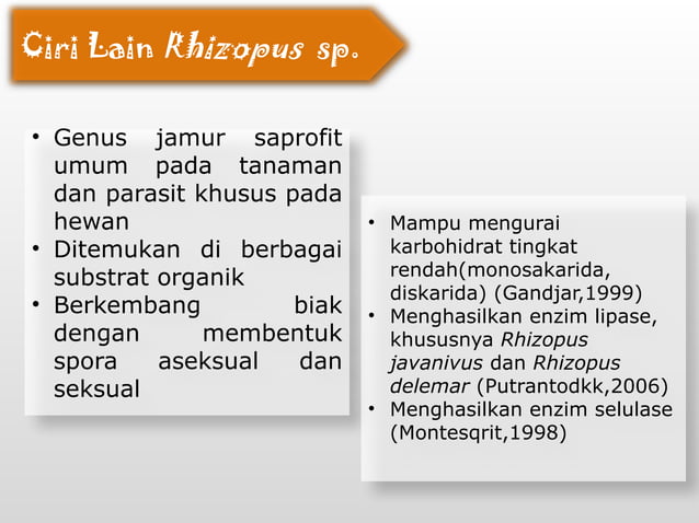 RHIZOPUS SP.pptxRHIZOPUS SP.pptxRHIZOPUS SP.pptx