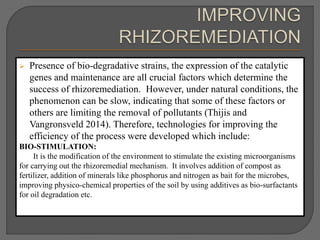 rhizoremediation (1) (1).pptx