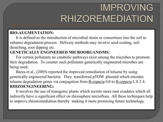 rhizoremediation (1) (1).pptx