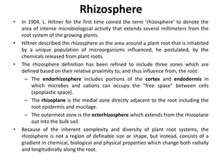 Rhizosphere.pdf meaning importance...... | PDF