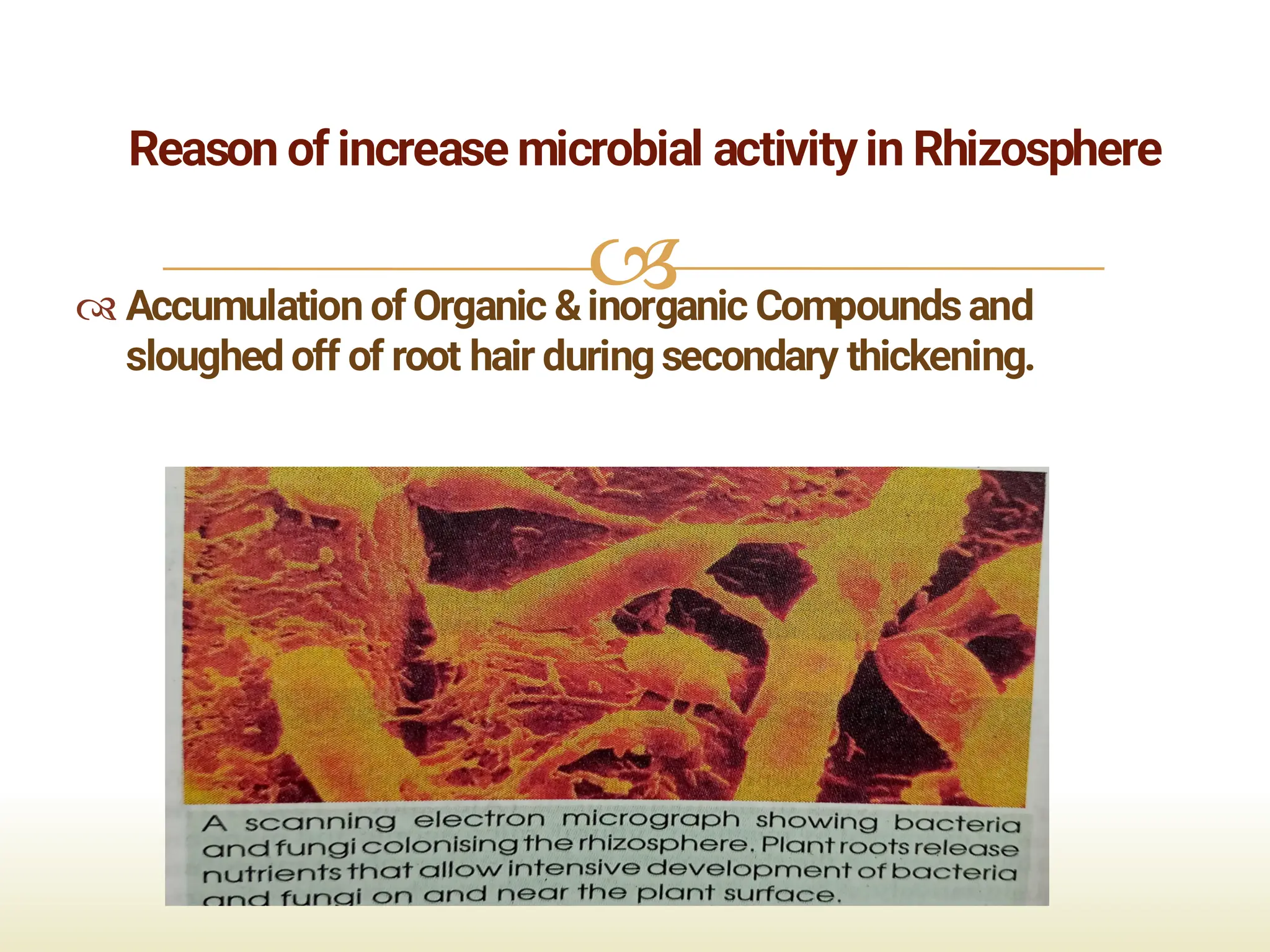 Rhizosphere in plant microbiology by Shreya Tripathi .ppt