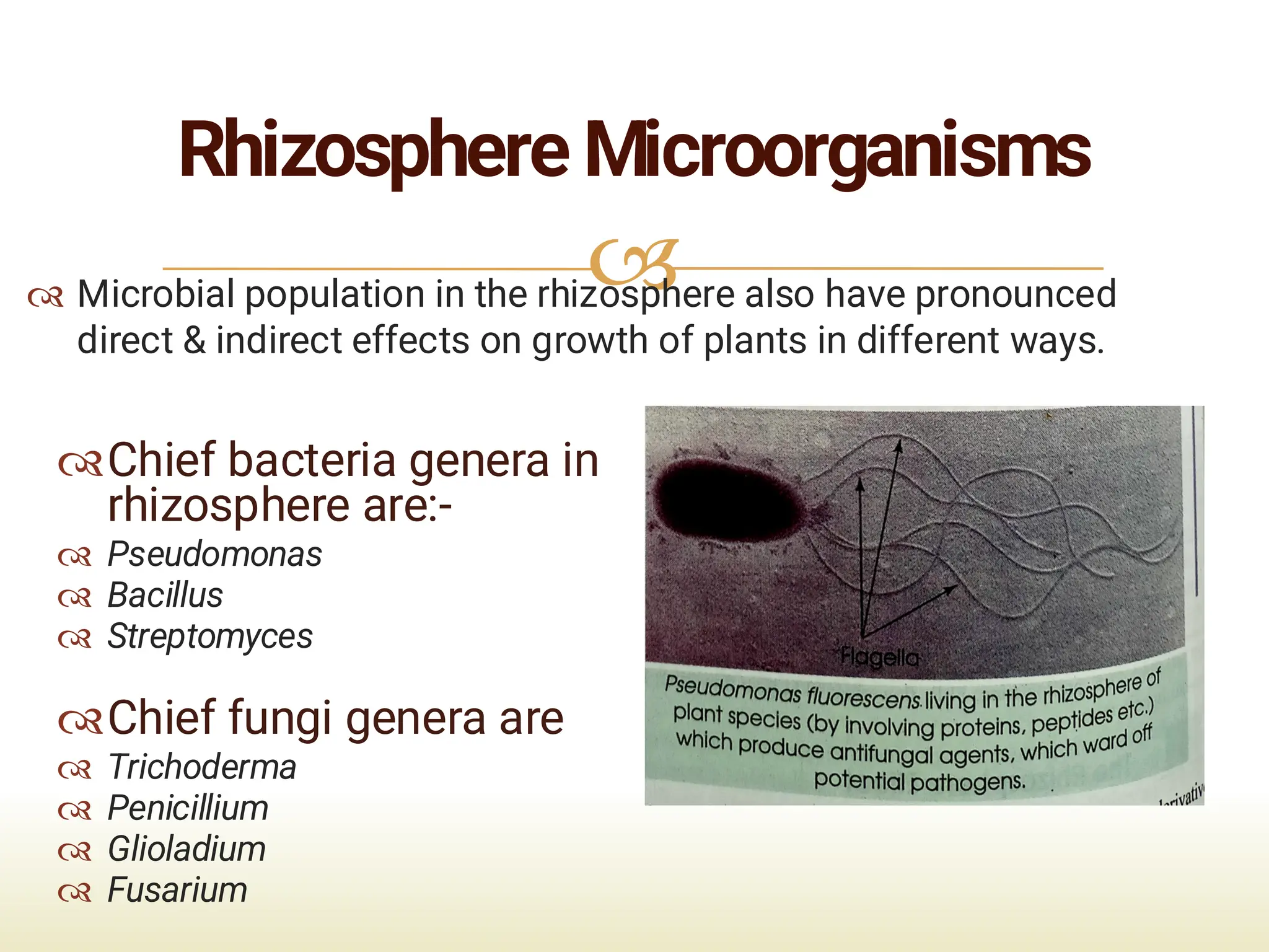 Rhizosphere in plant microbiology by Shreya Tripathi .ppt