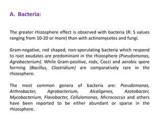 Rhizosphere effect | PPTX