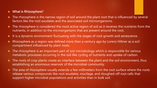 Rhizosphere effect.pptx
