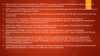 Rhizosphere effect.pptx