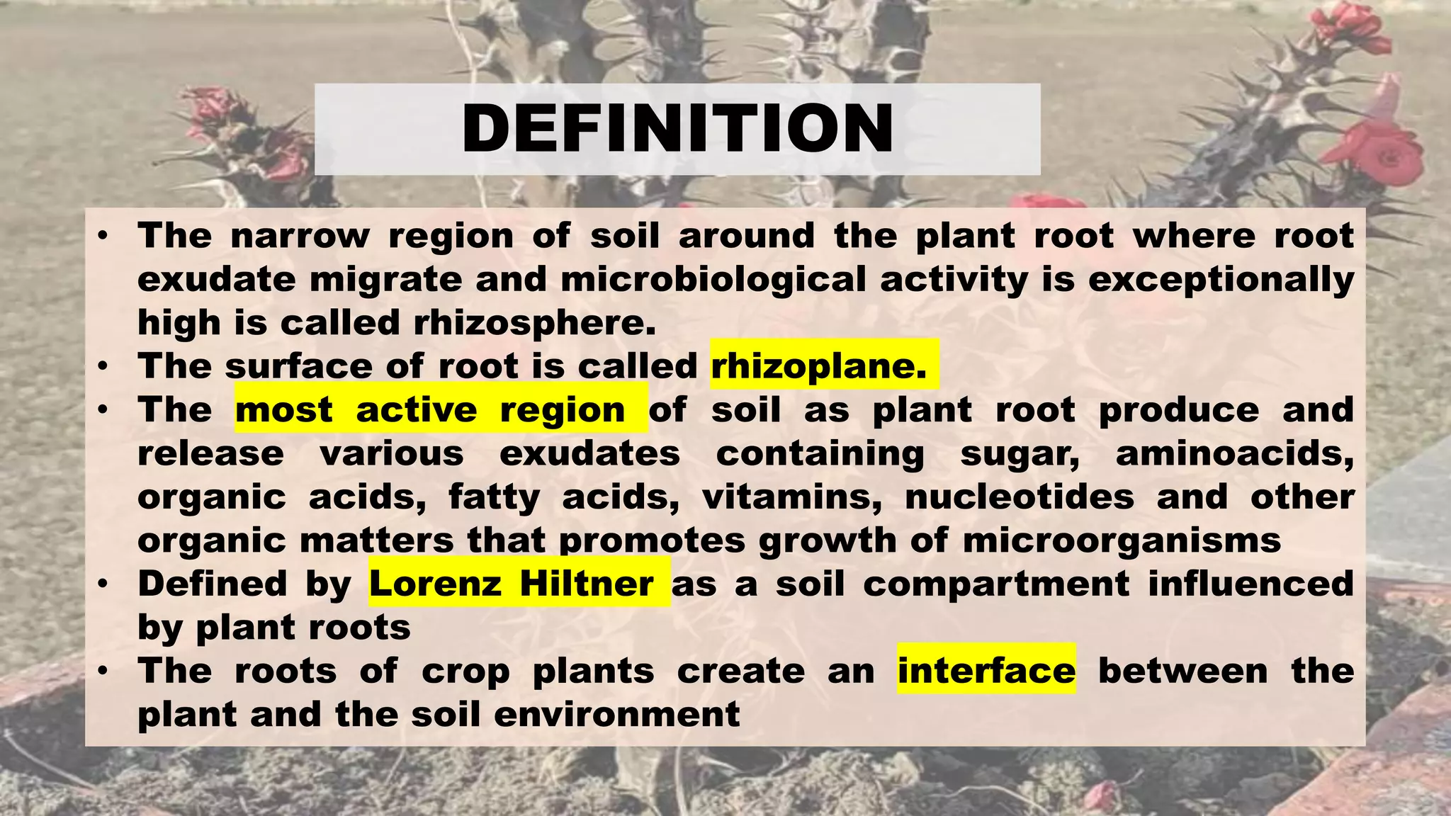 RHIZOSPHERE MICROORGANISM BY PRANZLY.ppt
