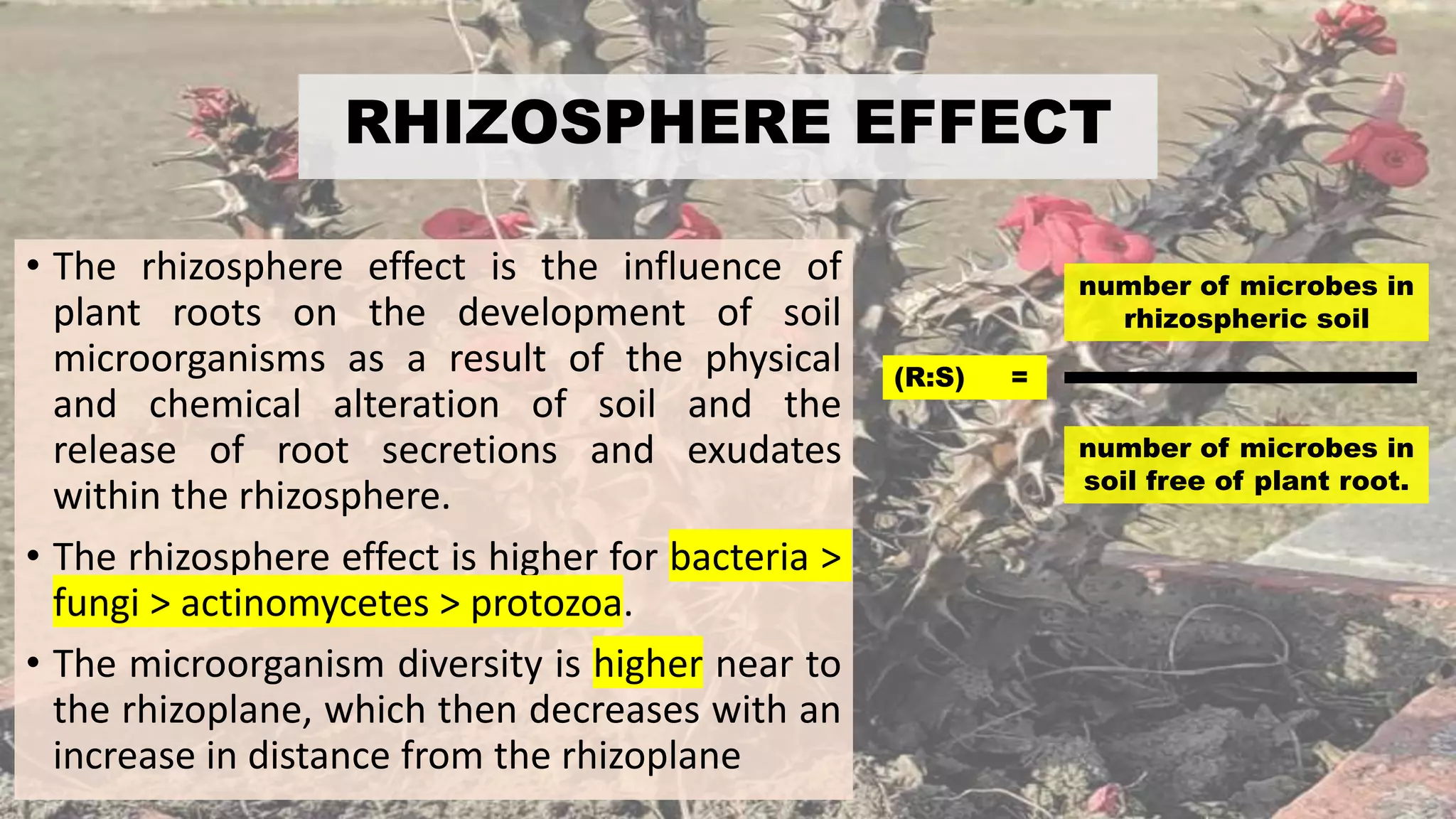 RHIZOSPHERE MICROORGANISM BY PRANZLY.ppt