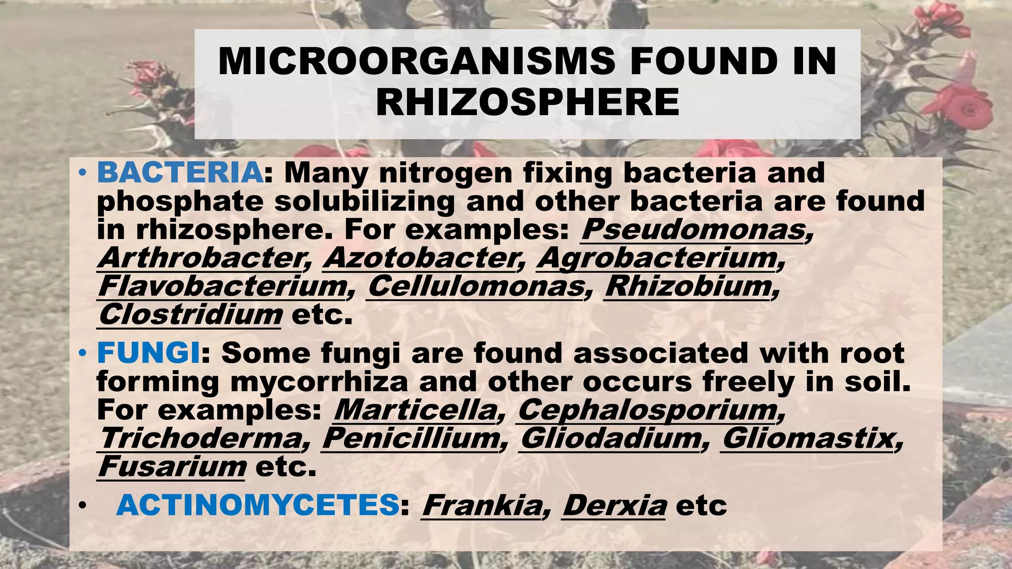 RHIZOSPHERE MICROORGANISM BY PRANZLY.ppt