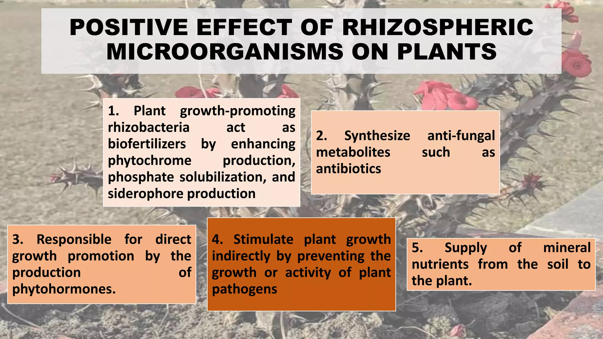 RHIZOSPHERE MICROORGANISM BY PRANZLY.ppt