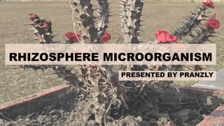 RHIZOSPHERE MICROORGANISM BY PRANZLY.ppt