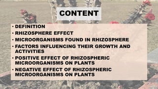 RHIZOSPHERE MICROORGANISM BY PRANZLY.ppt