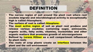 RHIZOSPHERE MICROORGANISM BY PRANZLY.ppt