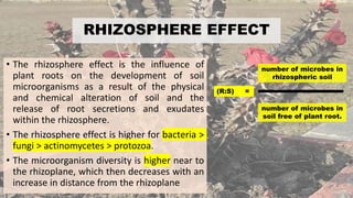 RHIZOSPHERE MICROORGANISM BY PRANZLY.ppt