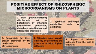 RHIZOSPHERE MICROORGANISM BY PRANZLY.ppt
