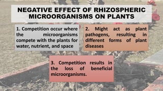 RHIZOSPHERE MICROORGANISM BY PRANZLY.ppt