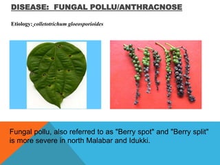 Diseases of pepper | PPTX