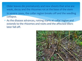 Diseases of pepper | PPTX