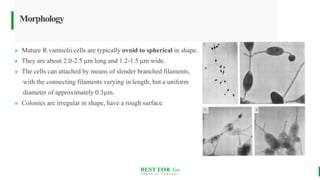 Rhodobacterium and Methanobacterium.pptx
