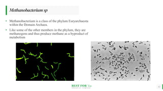 Methanobacterium