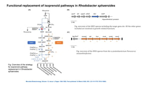 Rhodobacter_bacteria _Maliha_Rashid.pptx