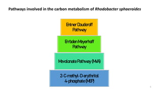 Rhodobacter_bacteria _Maliha_Rashid.pptx
