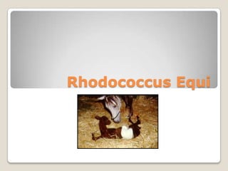 Rhodococcus equi | PPT