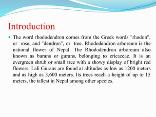 Rhododendron arboreum | PPTX