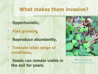 PA Invasive Plants and AlterNATIVES | PPT